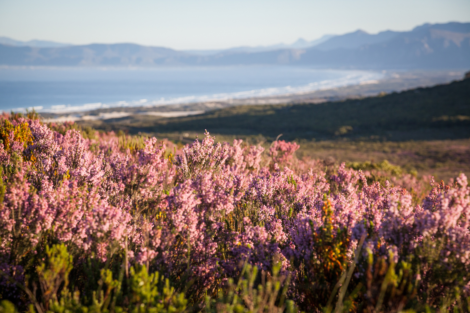 The Erica irregularis - Unique fynbos of Grootbos - South Africa