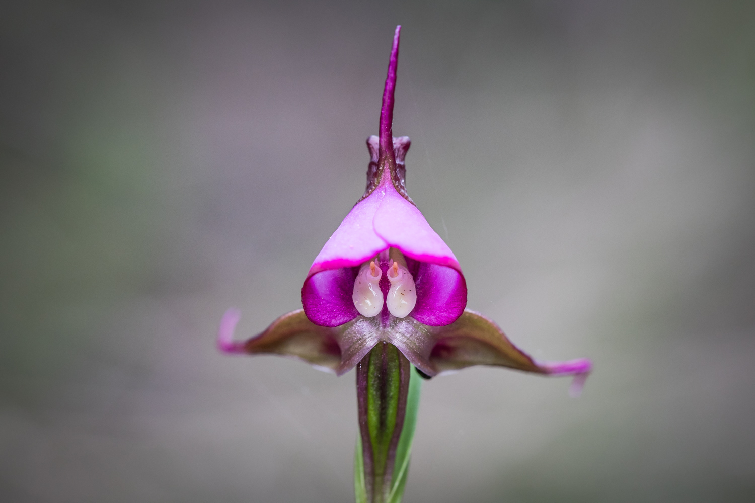 Orchid Pollination | Grootbos Private Nature Reserve