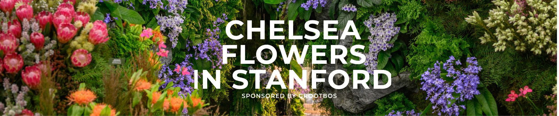 Chelsea Flowers in Stanford :: Grootbos Private Nature Reserve