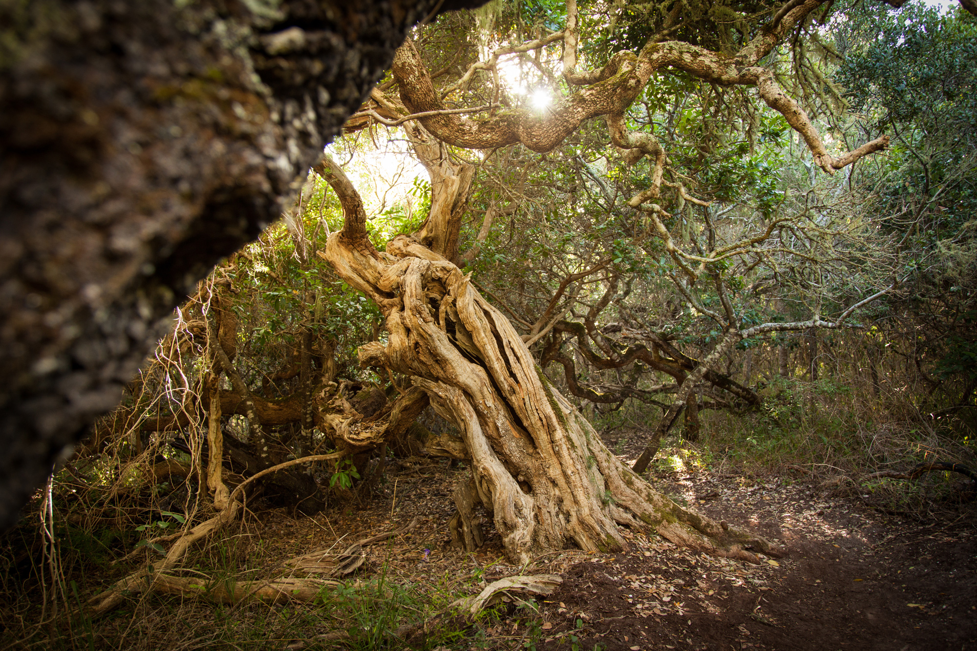 The Cape Batis | Grootbos Private Nature Reserve