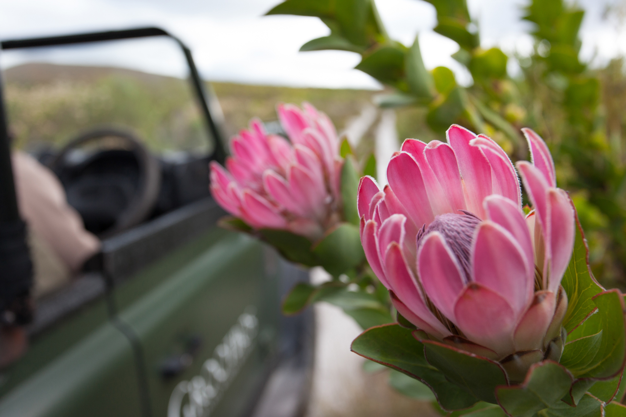 Botanical 4x4 Experiences | Grootbos Private Nature Reserve™