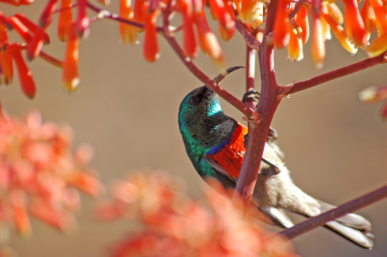 Bird Watching Experiences | Grootbos Private Nature Reserve™