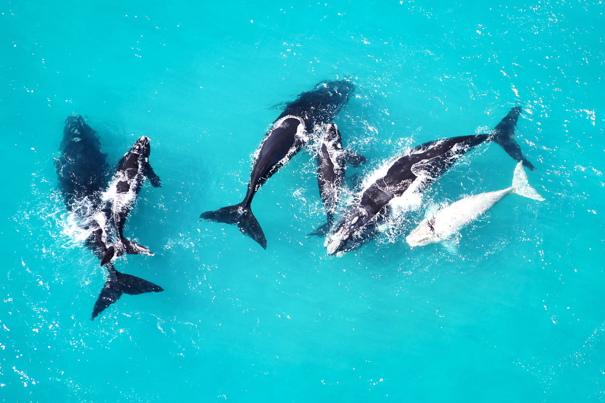 Southern Right Whales - Whale Watching in Walker Bay - Grootbos