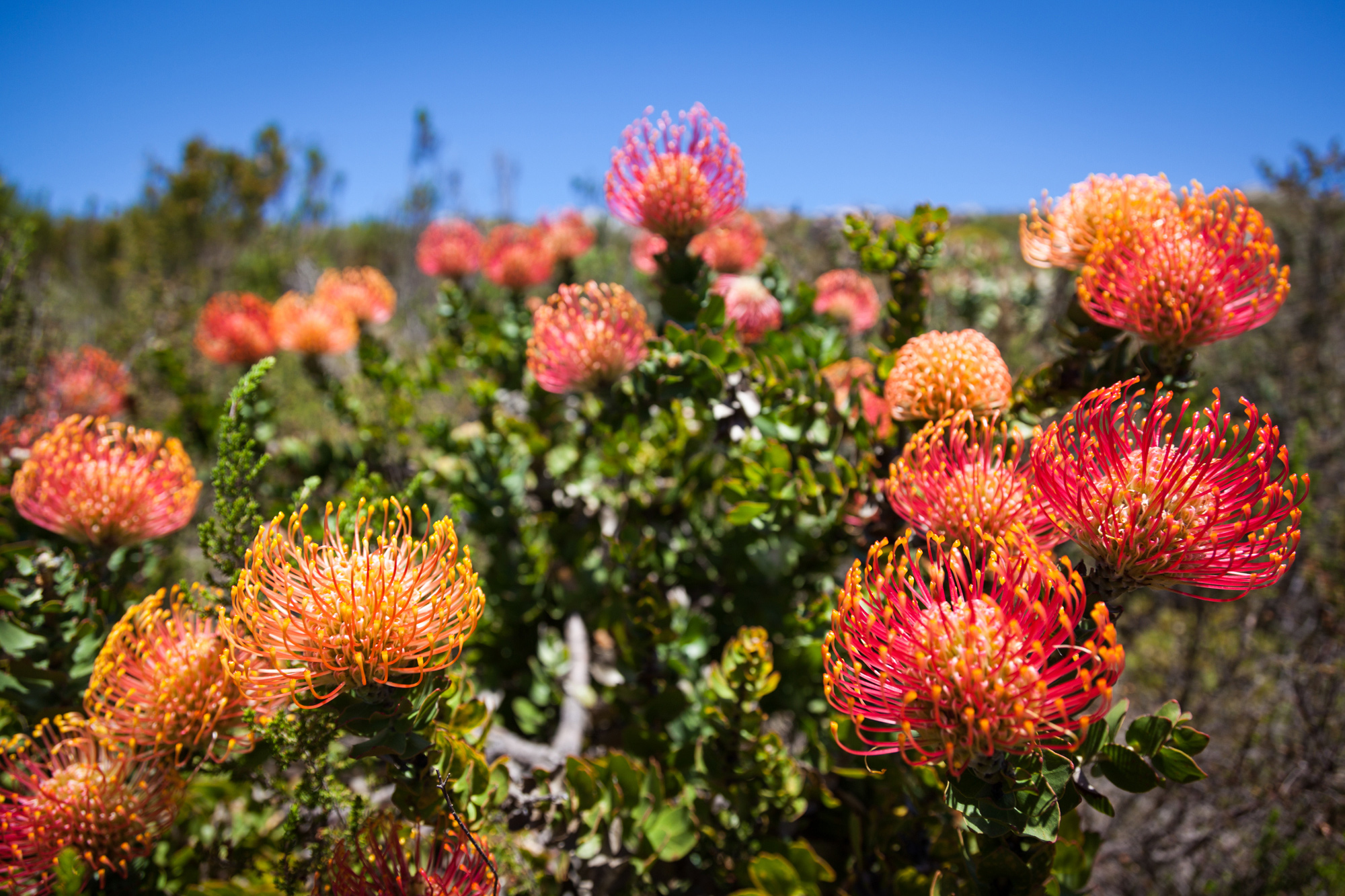 Peculiar Pollinators | Fynbos and Flora Blog