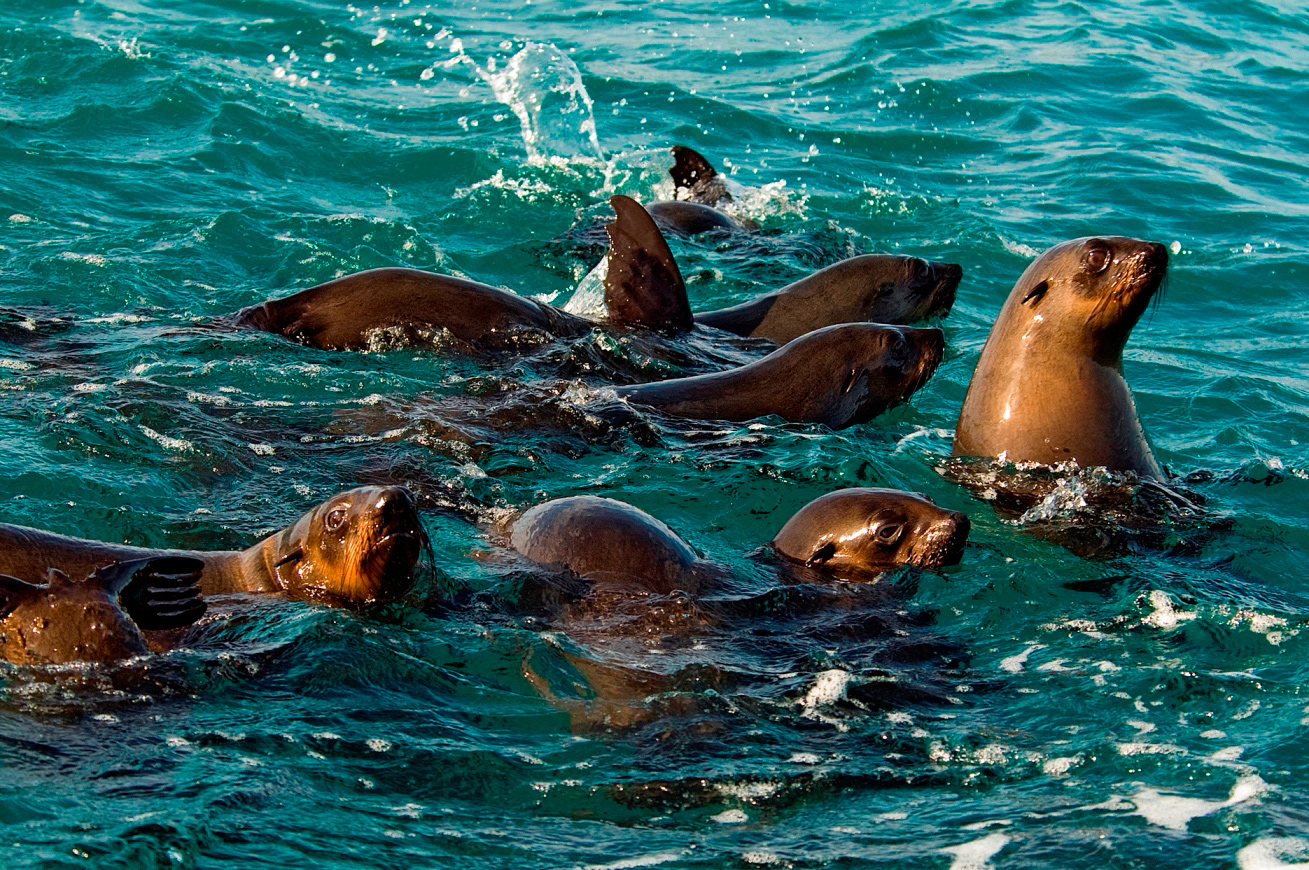 Die Marine Big 5 - Suid-Afrika seelewe | Grootbos