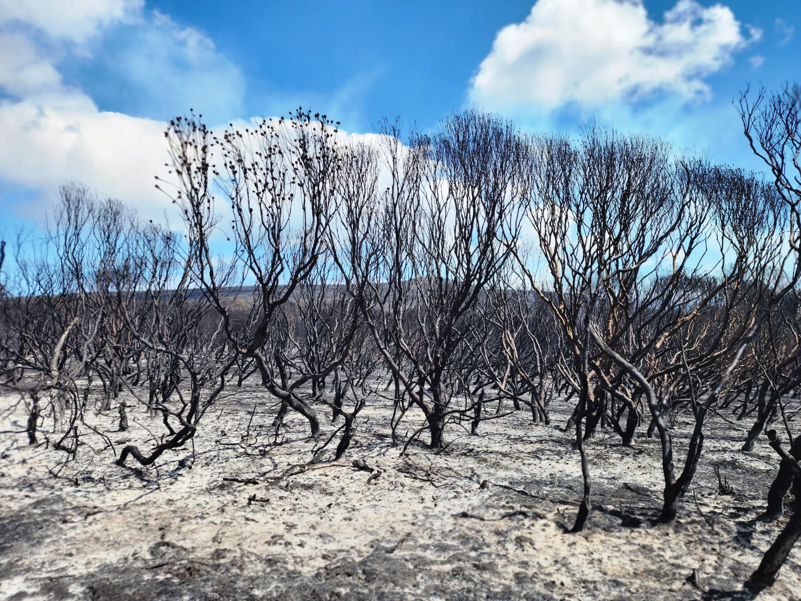 Life After Fire - Grootbos Private Nature Reserve™