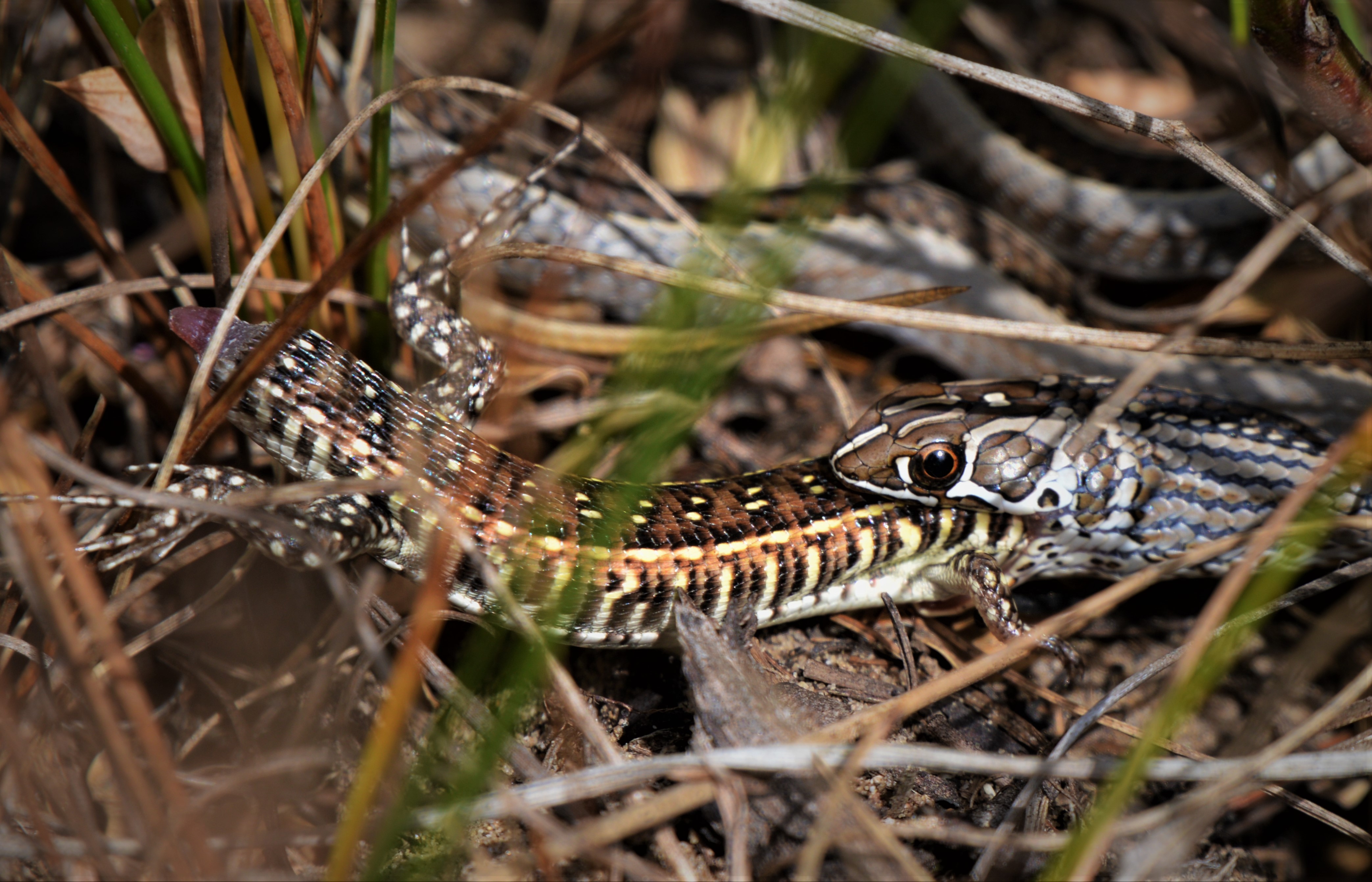 Cross-marked sand snake | Grootbos Private Nature Reserve
