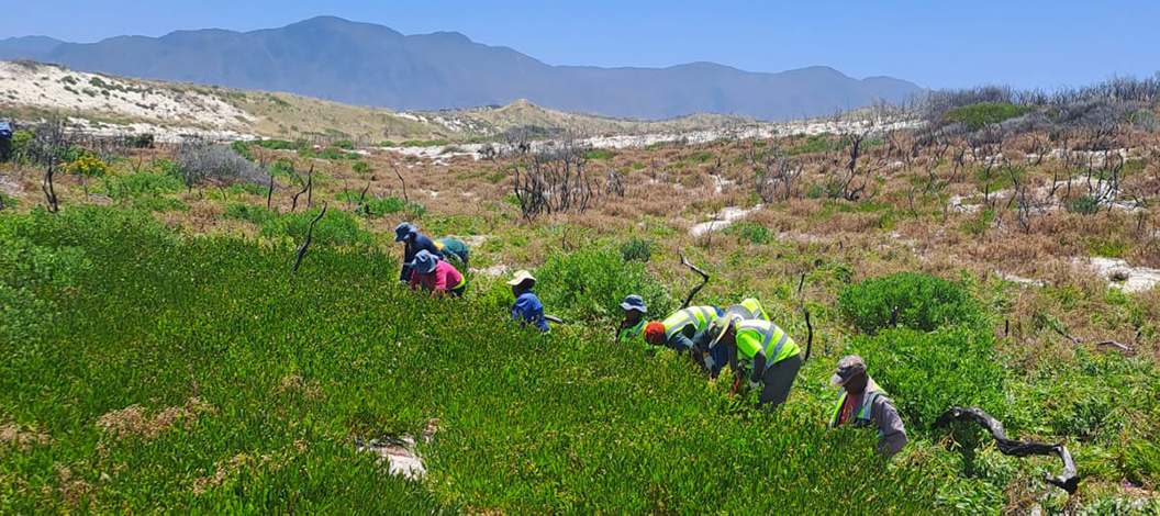 Grootbos Foundation December Update - Grootbos Private Nature Reserve™