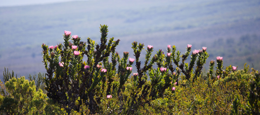 Birds of a feather, flock together - Grootbos Private Nature Reserve ...