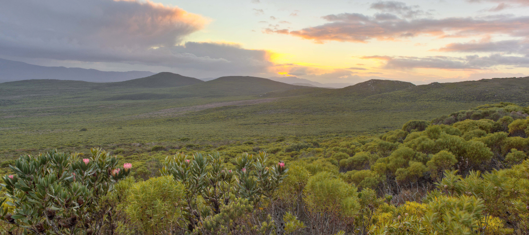 Fynbos, the elixir of life - Grootbos Private Nature Reserve - Gansbaai